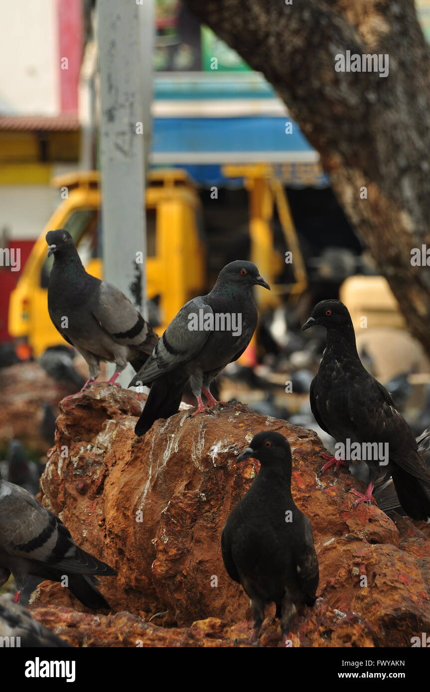 A flock of pigeons resting under a tree Stock Photo - Alamy
