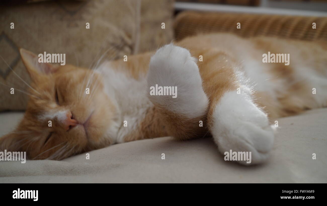 Paws crossed cat hi-res stock photography and images - Alamy