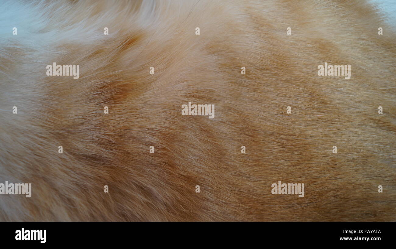 Close up of ginger and white cat fur Stock Photo - Alamy