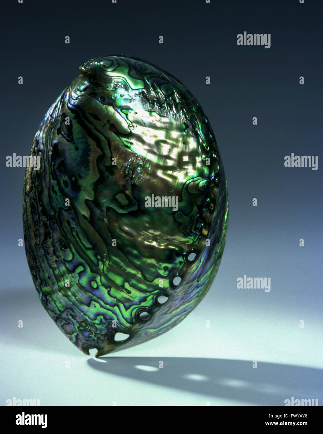Abalone, shinning green and golden sea shell Stock Photo - Alamy