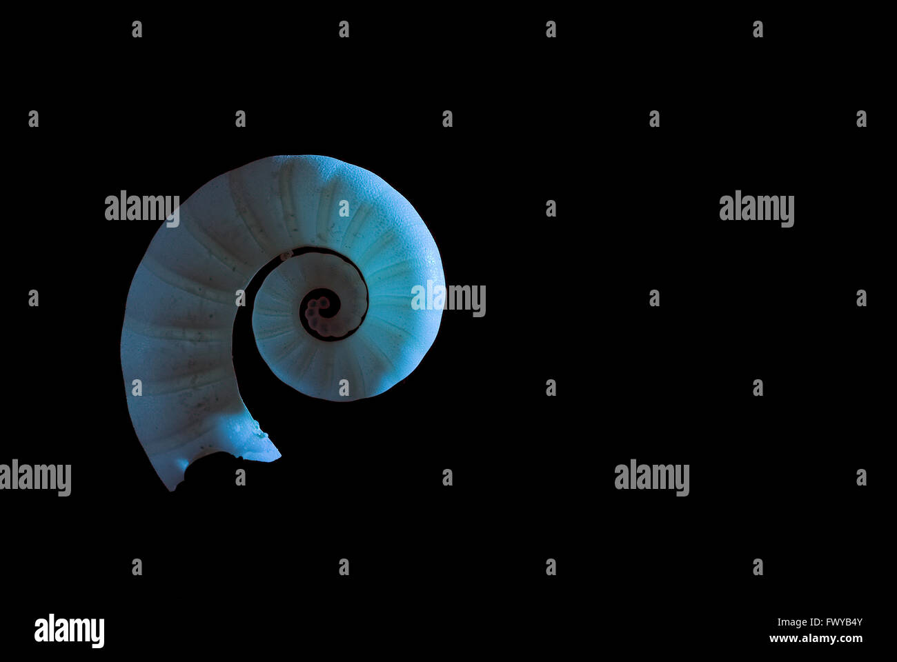 White Sea Shell with blue light through on a black background Stock ...