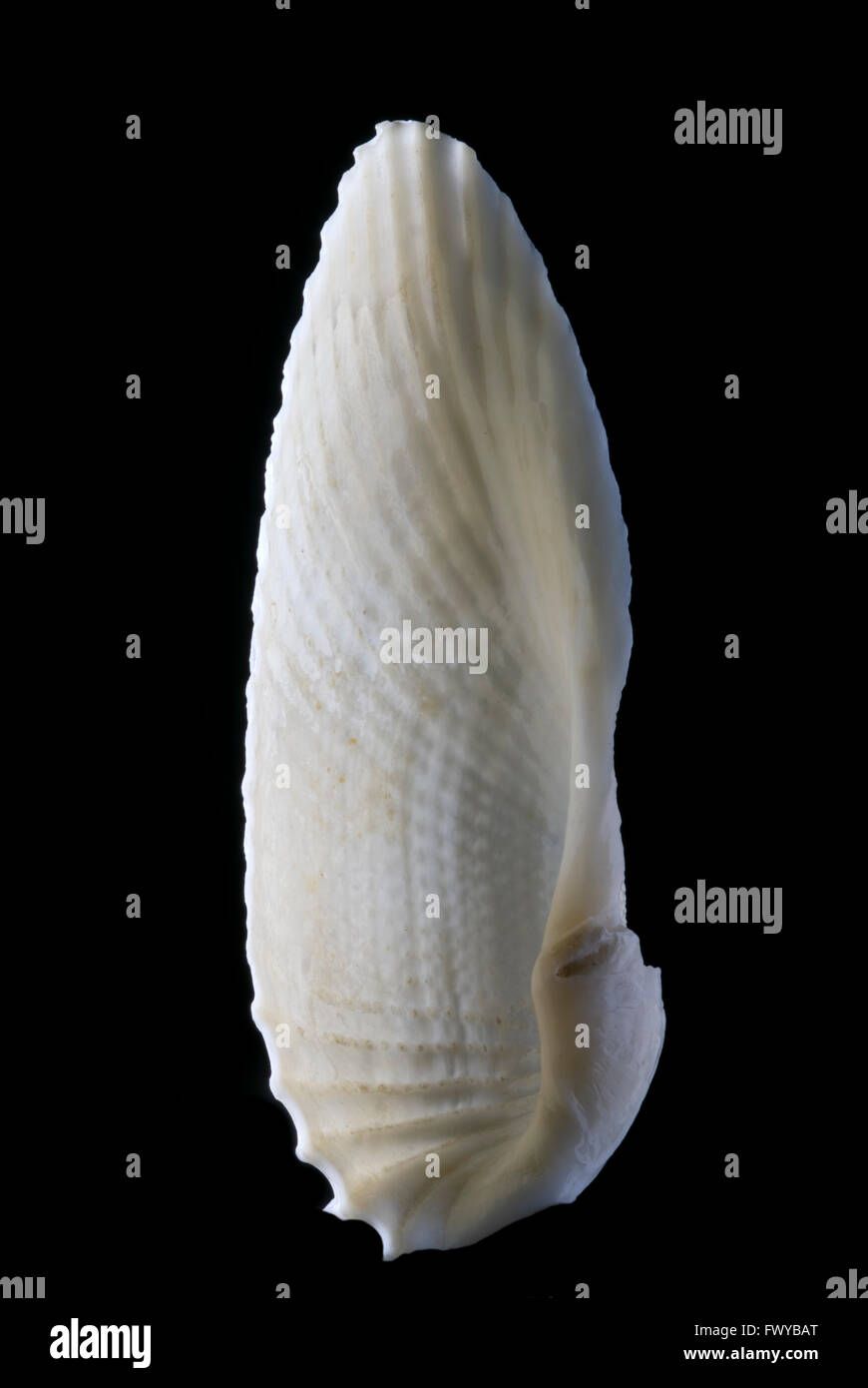 Black carapace hi-res stock photography and images - Alamy