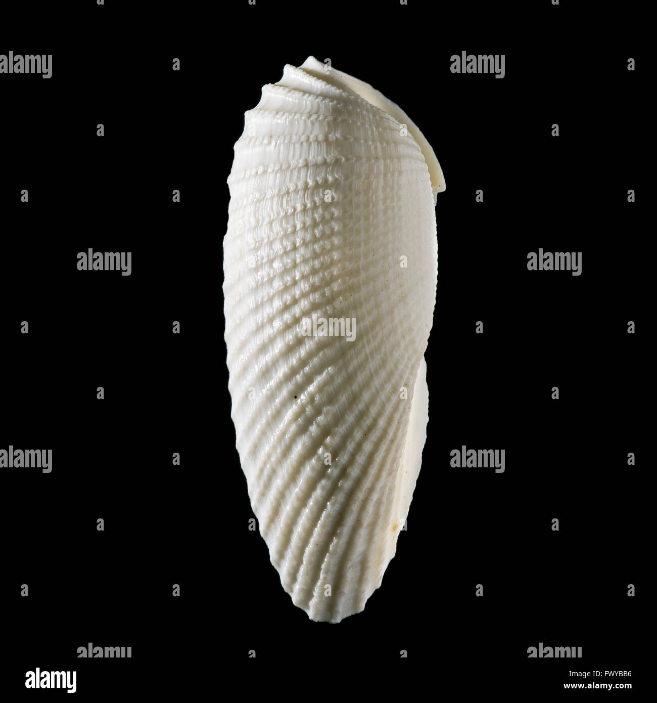 White Sea Shells on a black background Stock Photo - Alamy