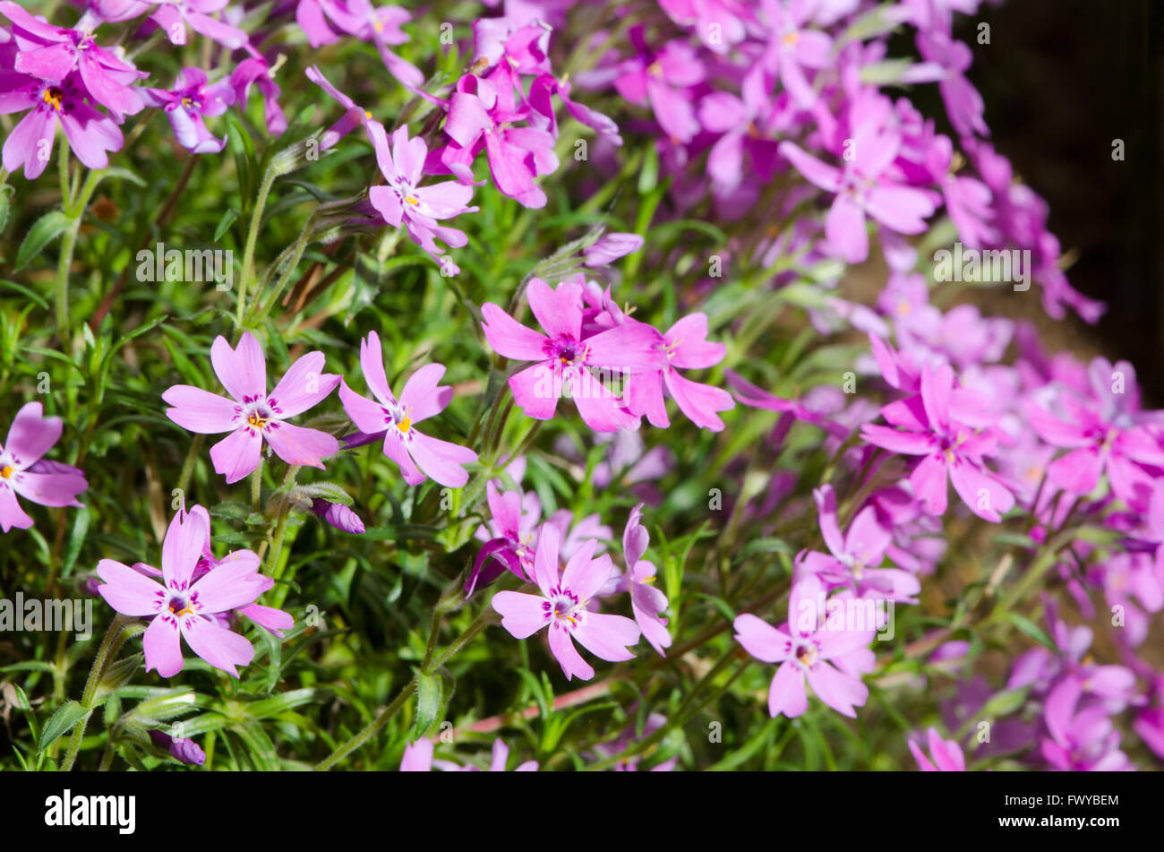 Detail of alpine plant with pink blooms Stock Photo - Alamy