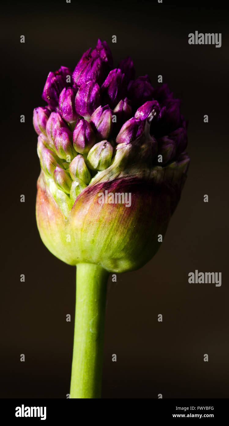 Purple pink garlic bud isolated on black background Stock Photo - Alamy