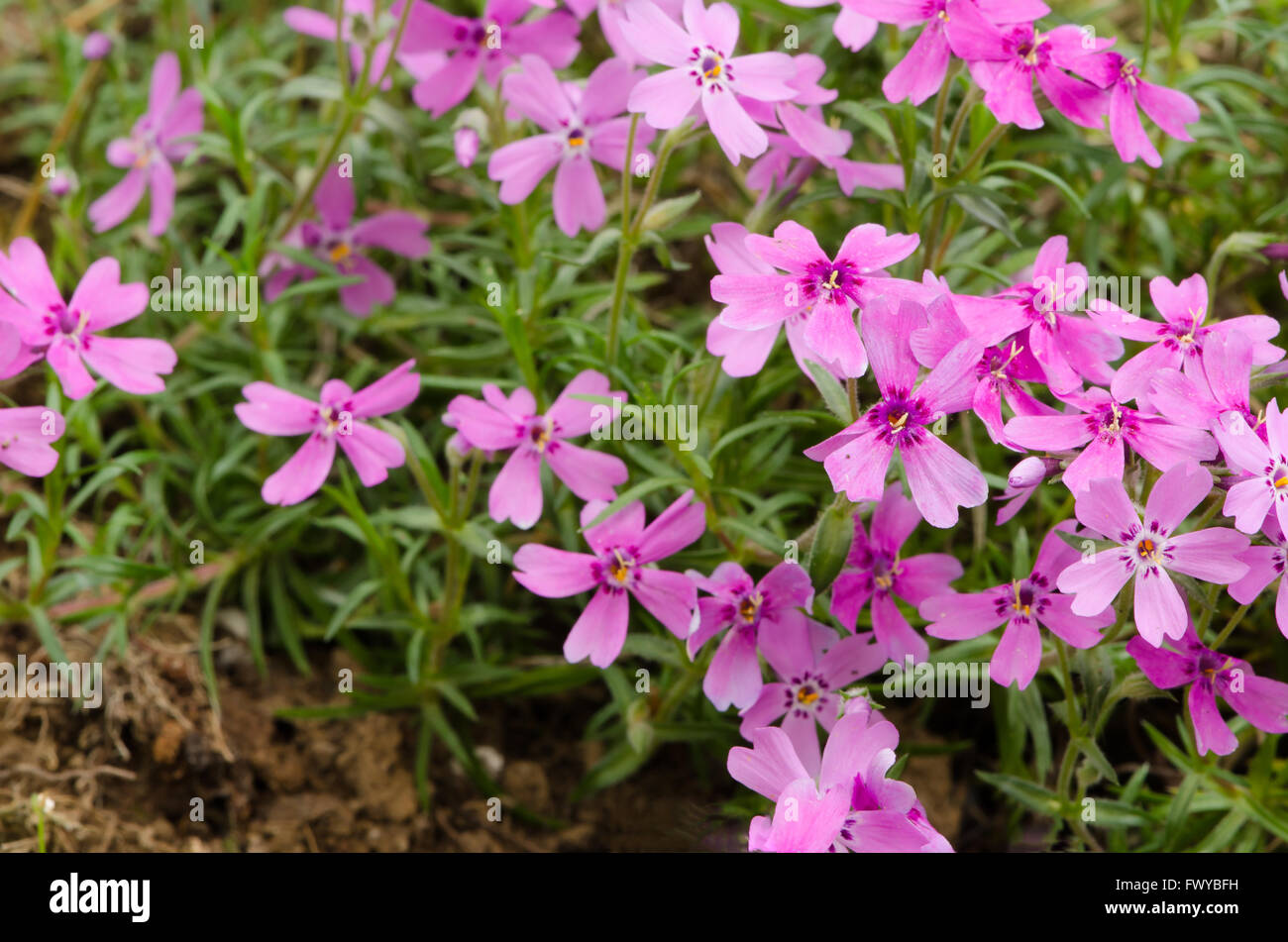 Detail of alpine plant with pink blooms Stock Photo - Alamy