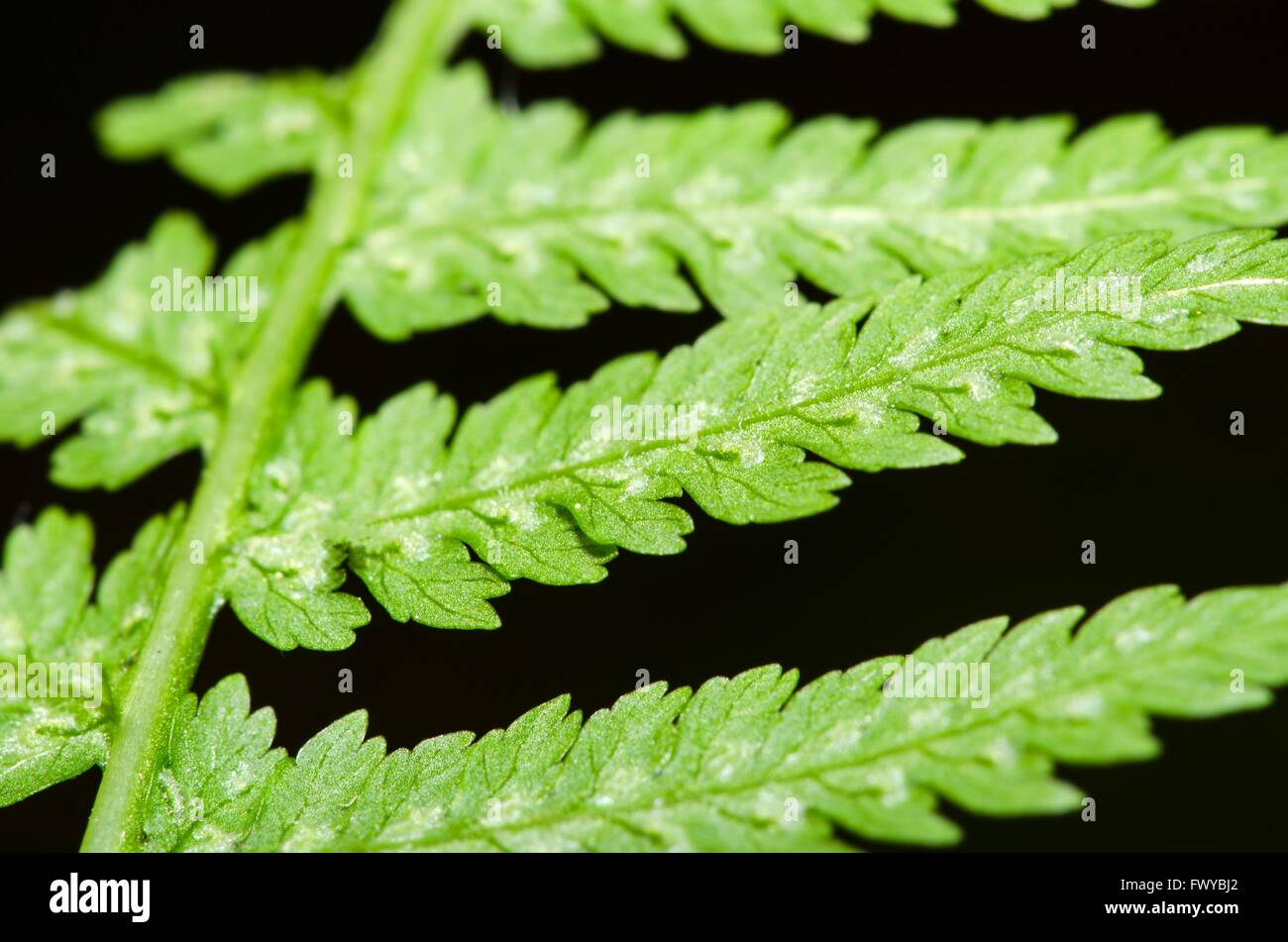 Detail of fern leaf isolated on black background Stock Photo - Alamy