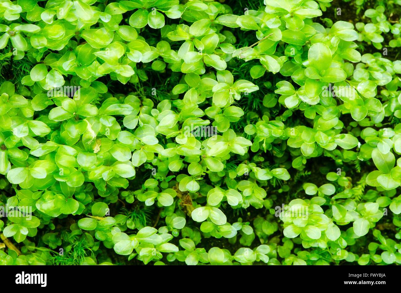 Green nature texture of lot of small leafs Stock Photo - Alamy
