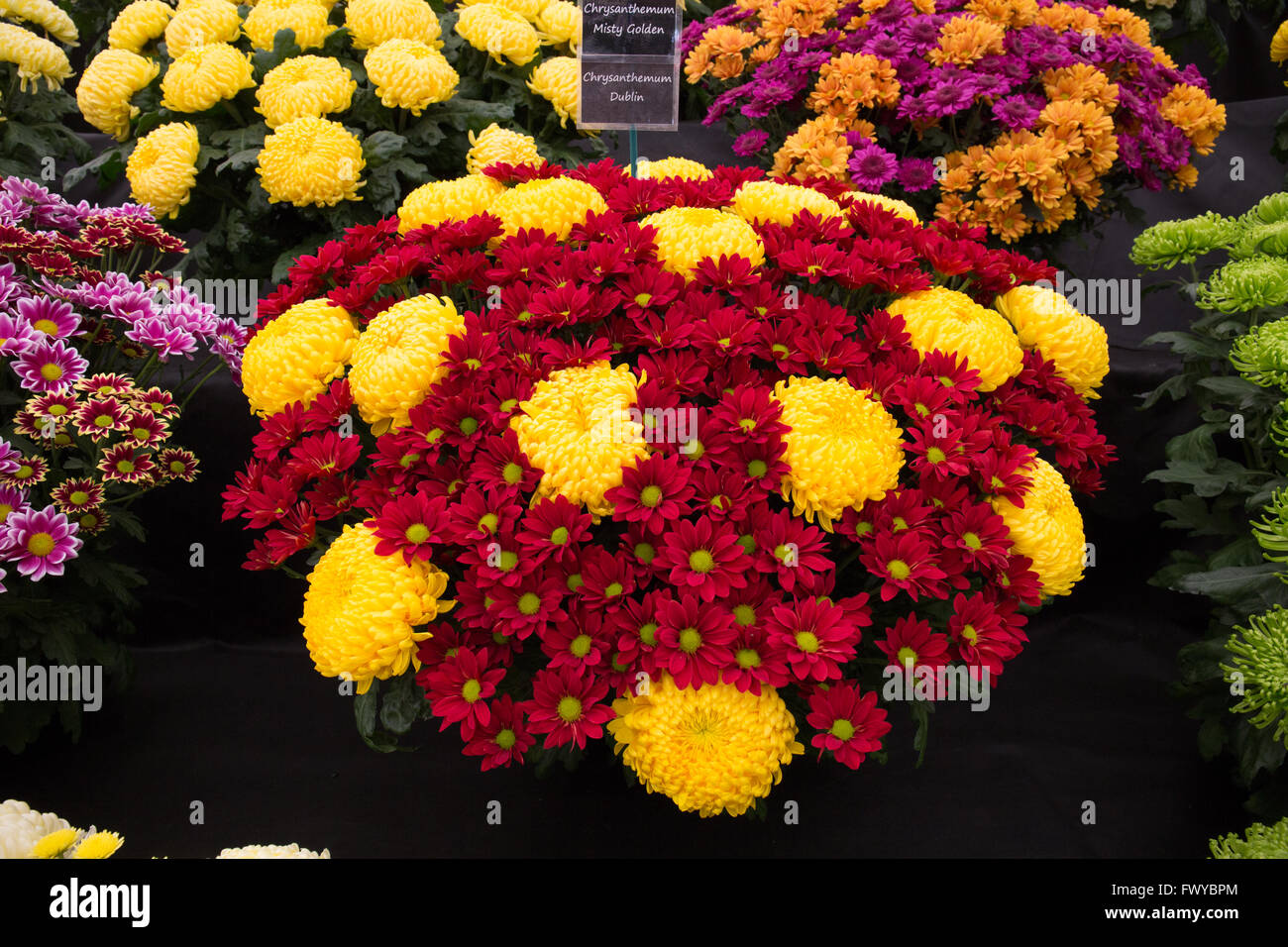Royal chrysanthemum hi-res stock photography and images - Alamy