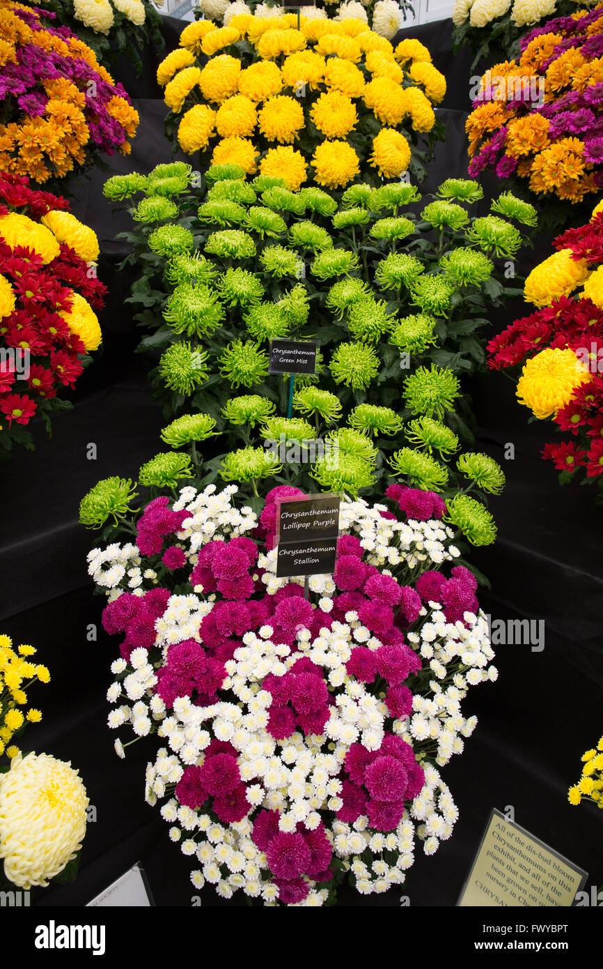 Chrysanthemum display rhs hi-res stock photography and images - Alamy