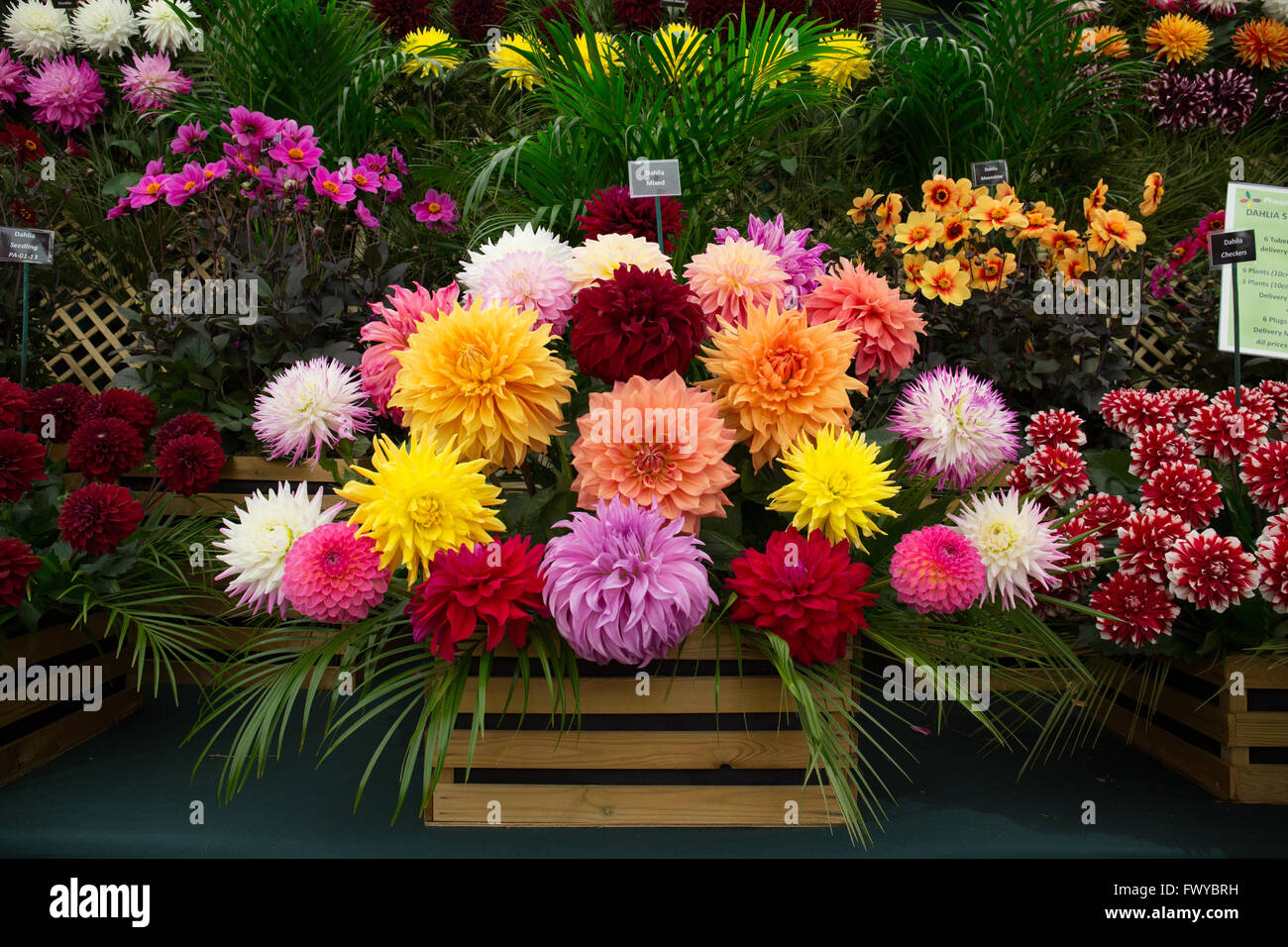 Chrysanthemum exhibitions hi-res stock photography and images - Alamy