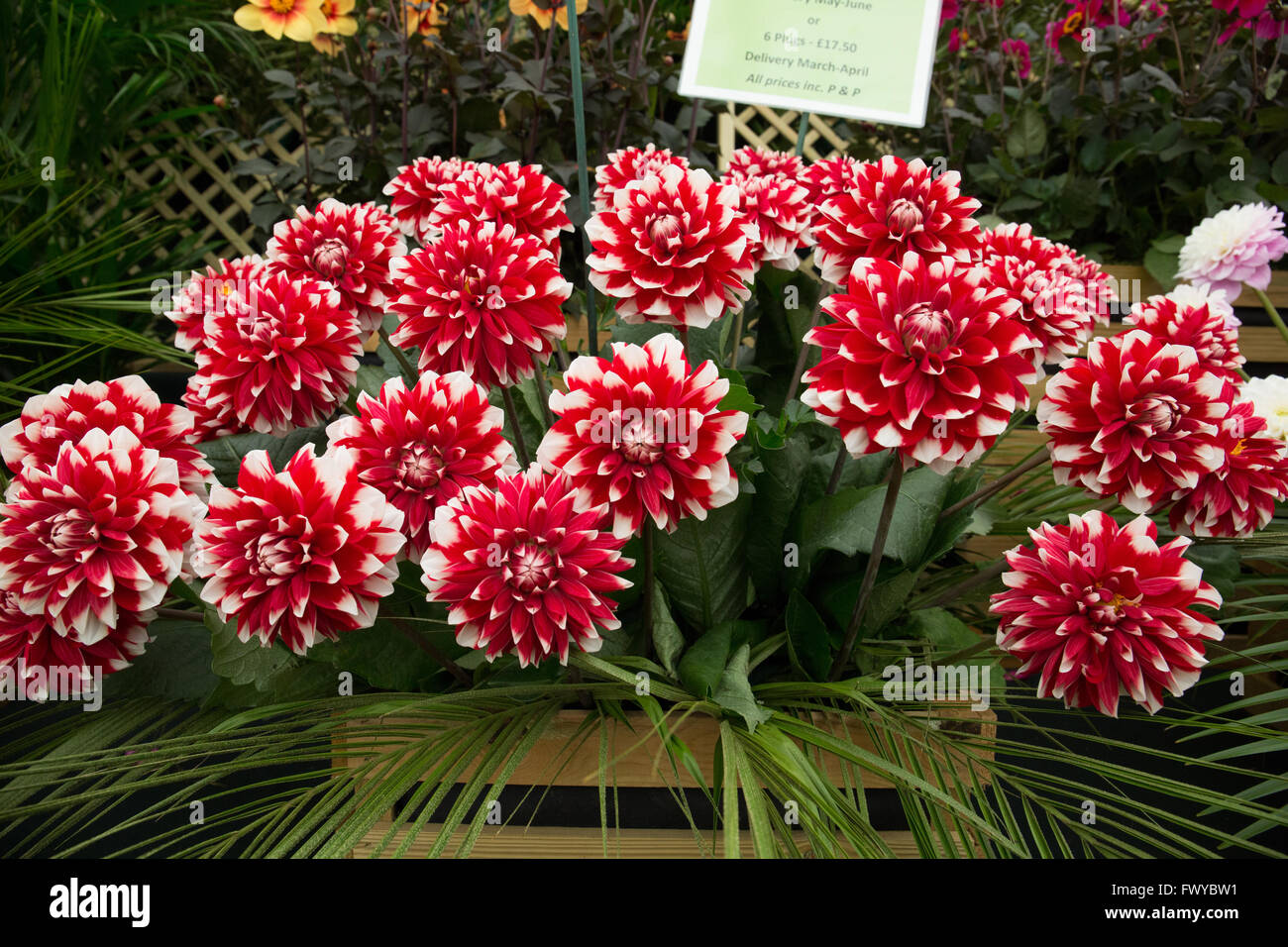 Chrysanthemum exhibitions hi-res stock photography and images - Alamy