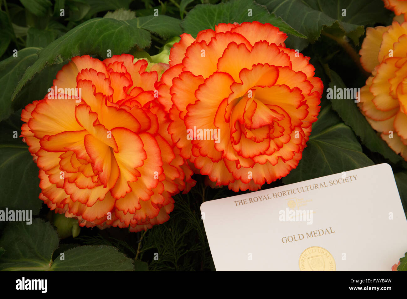 Best in show winners at the RHS Hampton Court flower show Stock Photo ...
