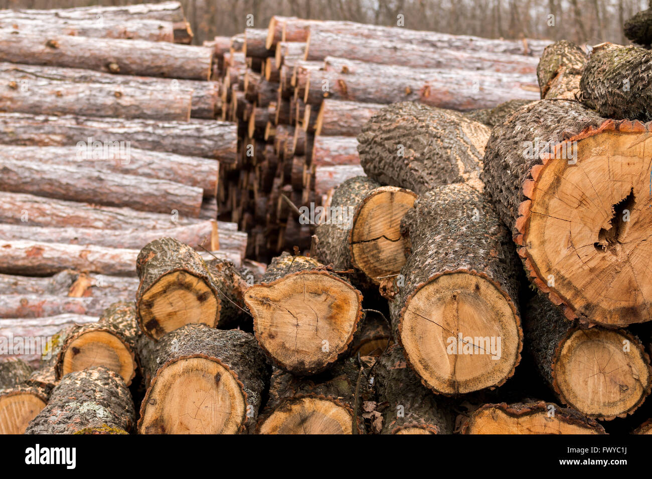 Big pile of pine and oak wood in the forest Stock Photo - Alamy