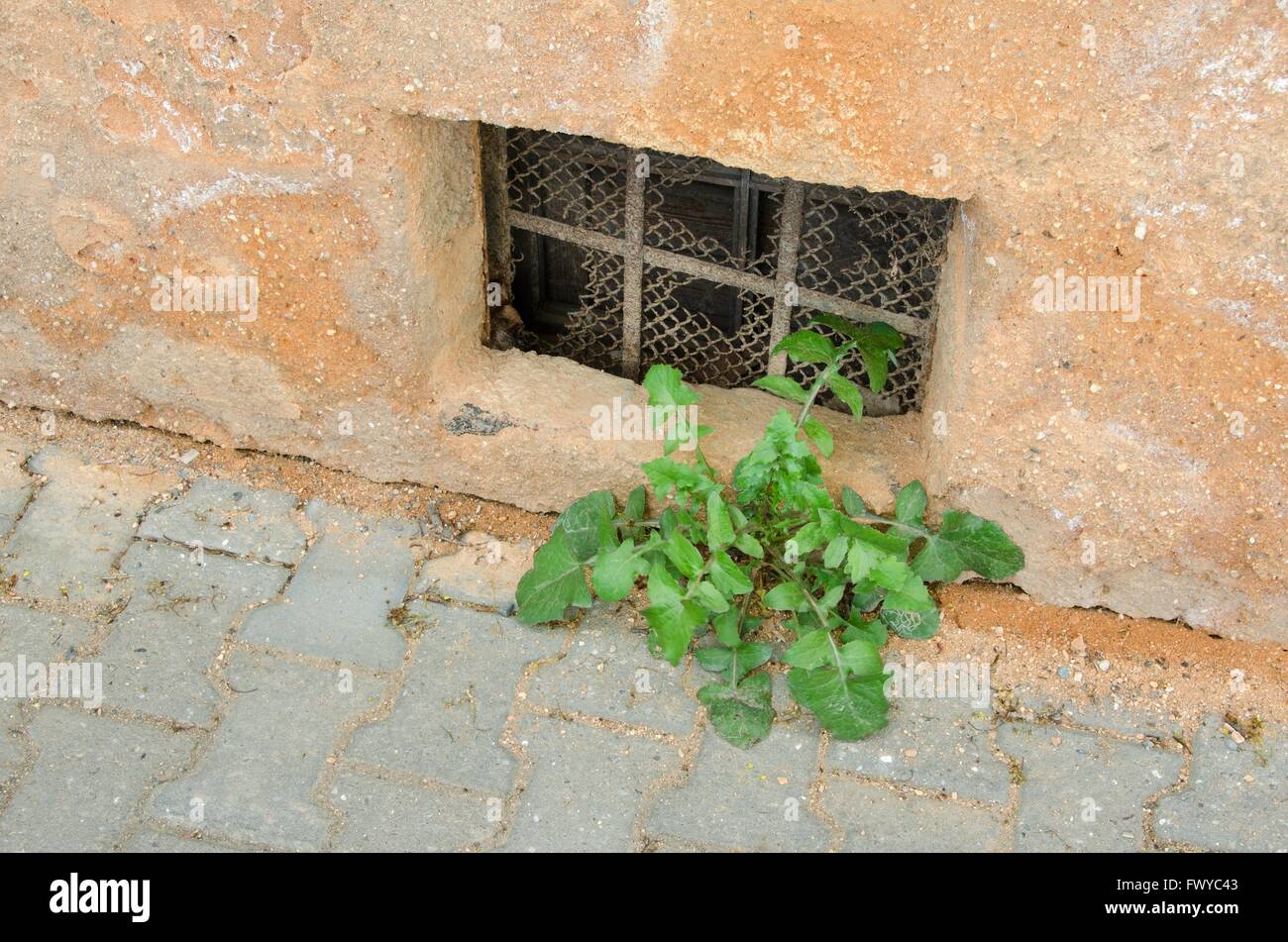 Cellar window in old house with plant Stock Photo - Alamy
