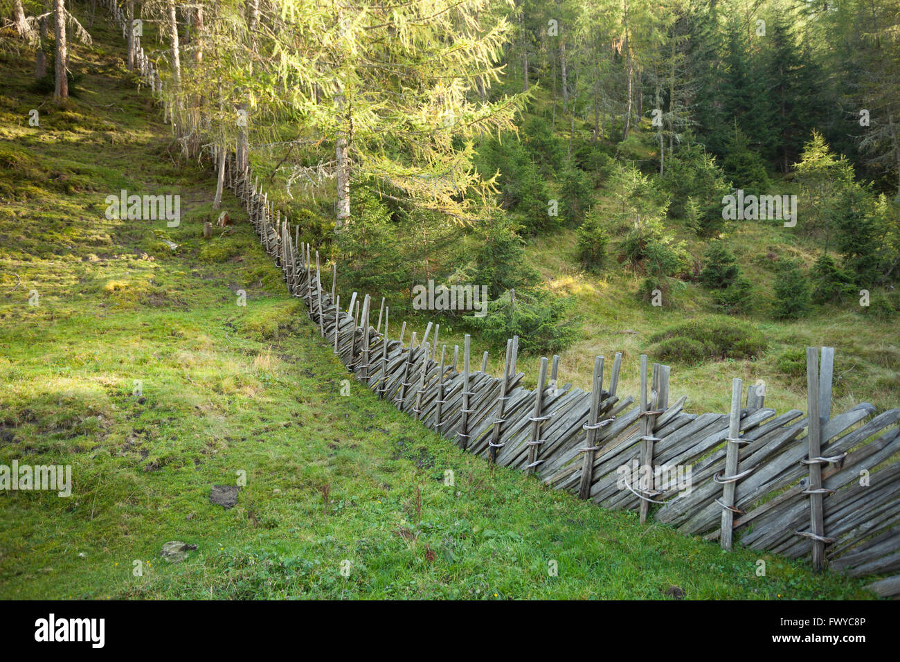 Fence inside a typical forest of the Italian Alps Stock Photo - Alamy