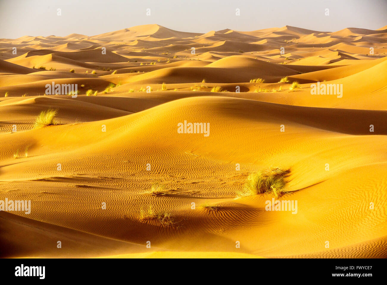 Sahara Dunes near Mhamid at sunset Stock Photo - Alamy