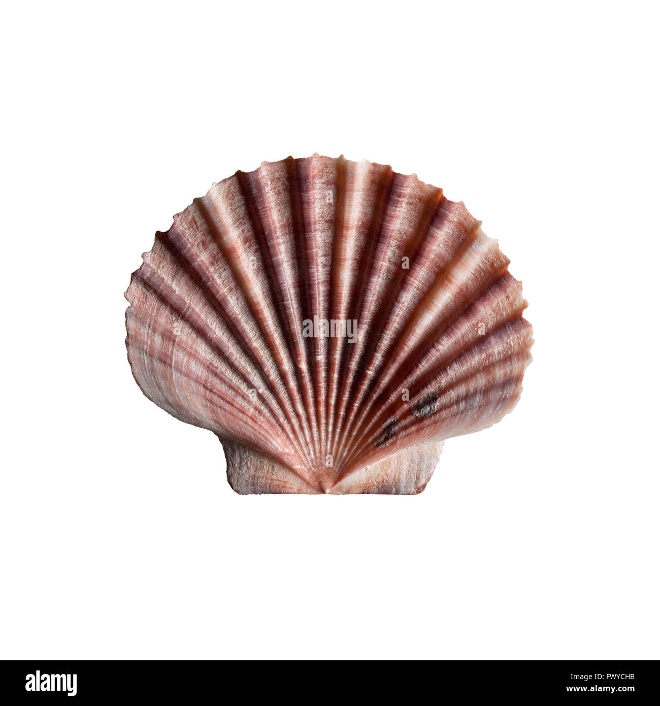 Shell crafts hi-res stock photography and images - Alamy