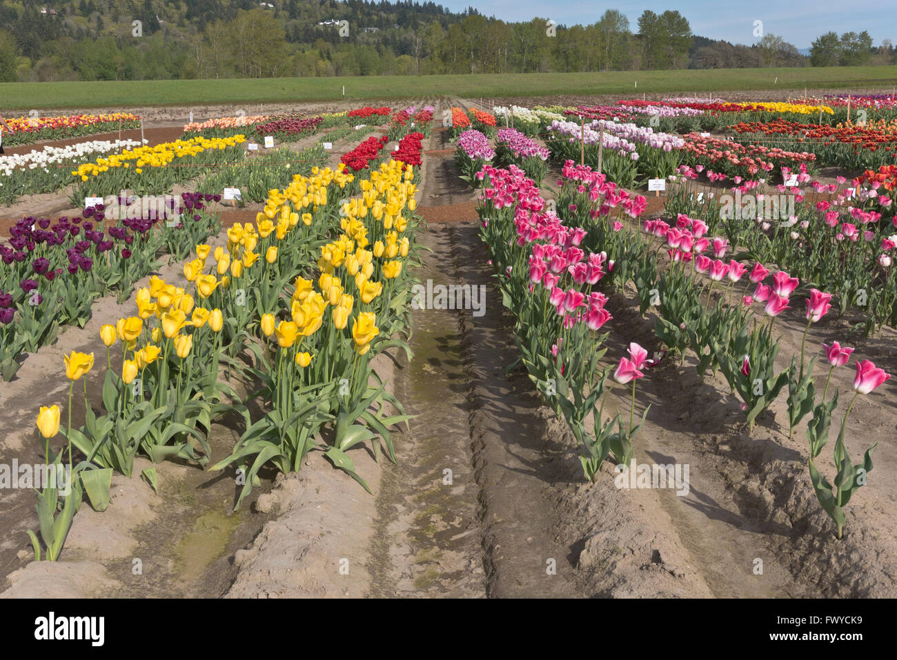 Landscape nature trees hi-res stock photography and images - Alamy