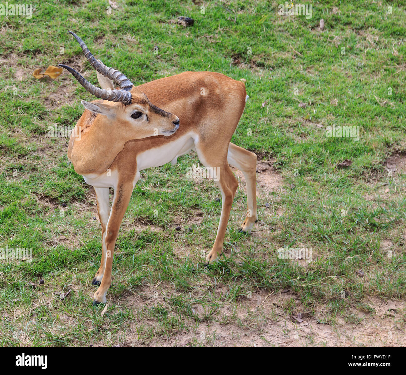 Male Impala Antelope in the Khao Kheow Zoo, Chonburi Thailand Stock ...