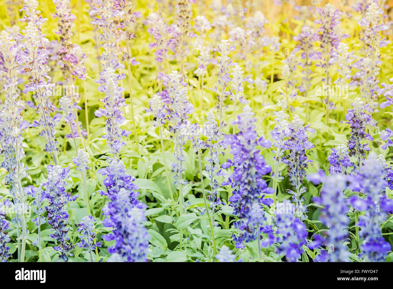 Beautiful lavender flowers blooming in hi-res stock photography and ...