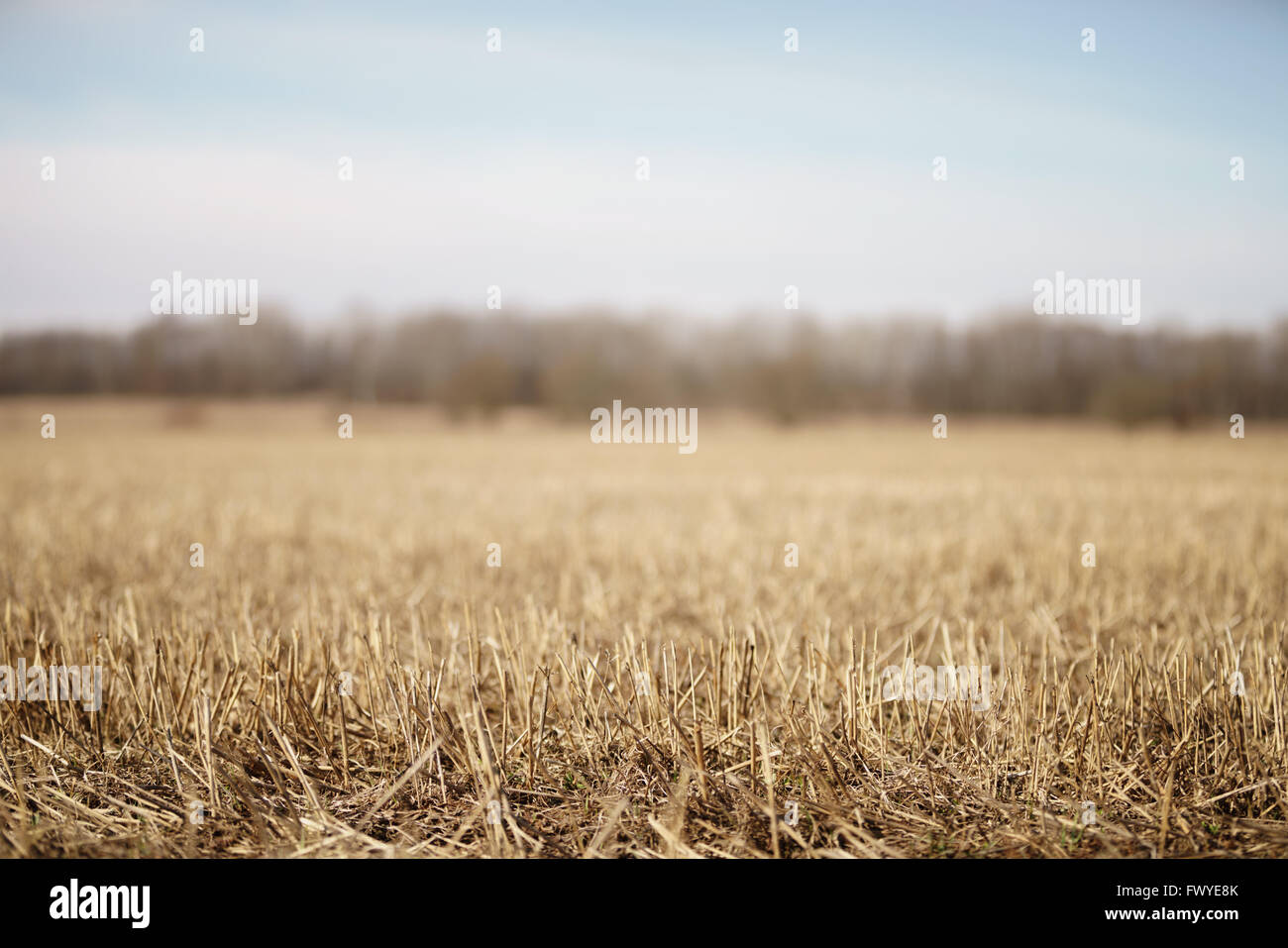 Field of dry grass hi-res stock photography and images - Alamy