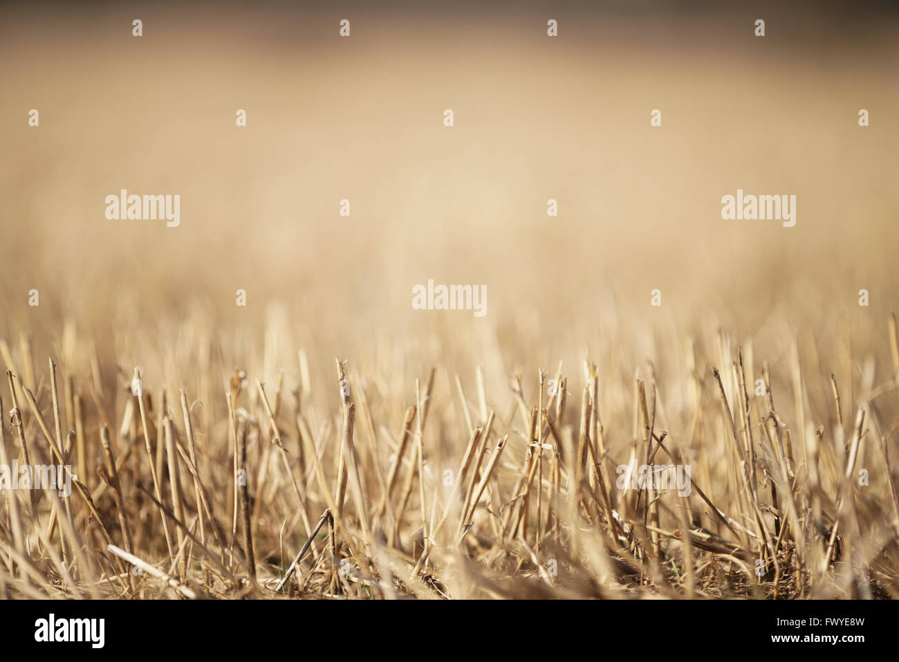Rural spring hi-res stock photography and images - Alamy