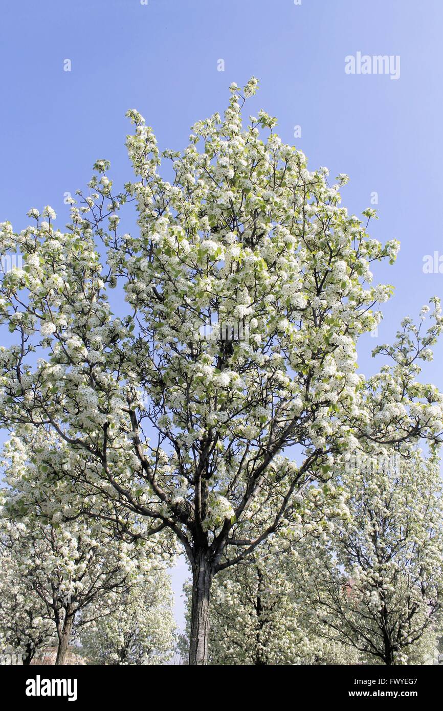 trees with white flowers in spring Stock Photo - Alamy