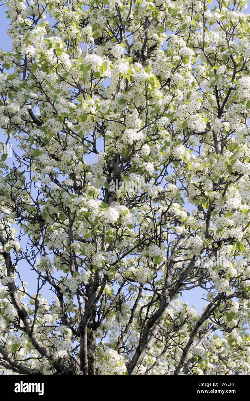 trees with white flowers in spring Stock Photo - Alamy