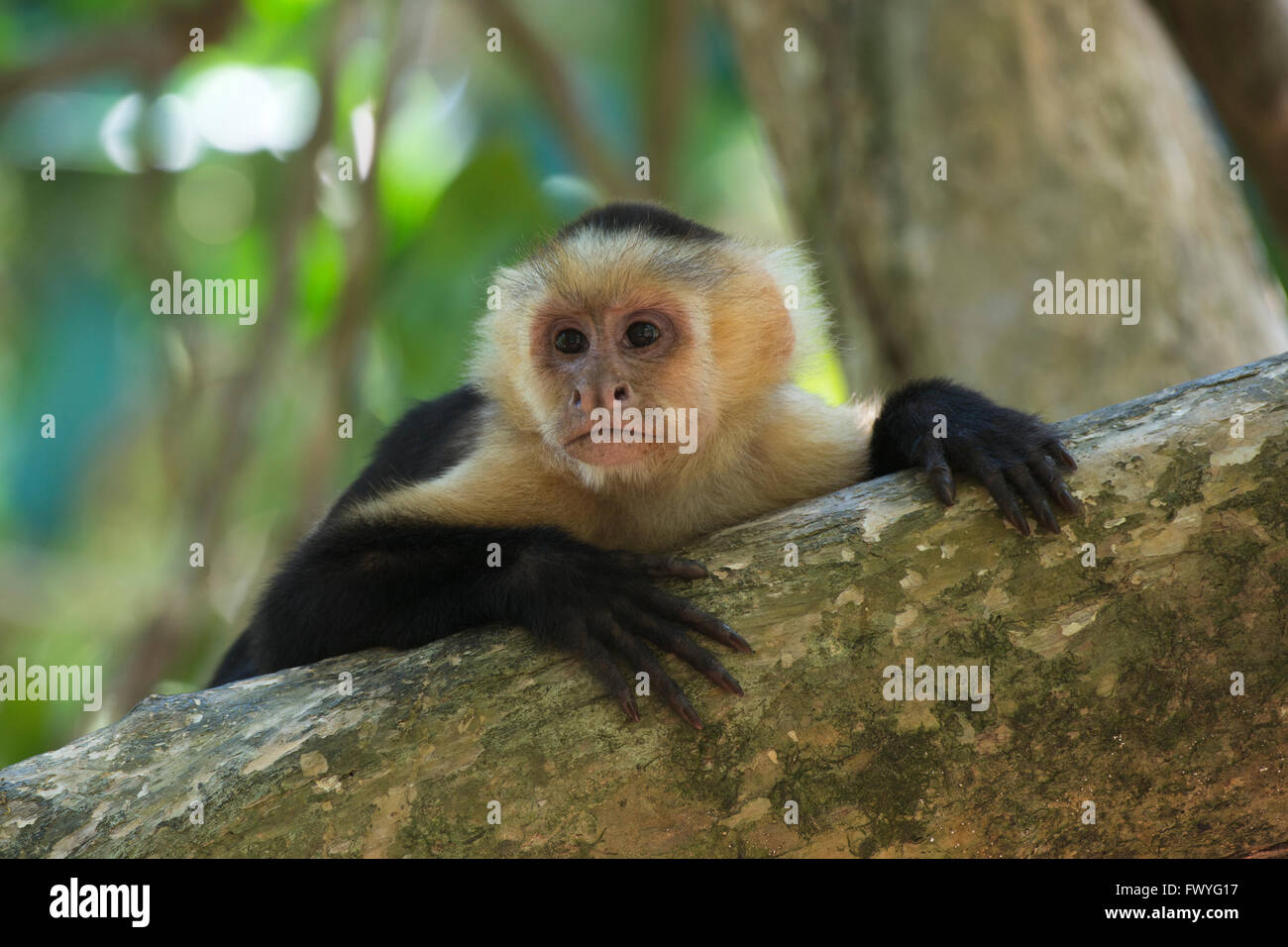 White-headed capuchin (Cebus capucinus), Manuel Antonio National Park ...