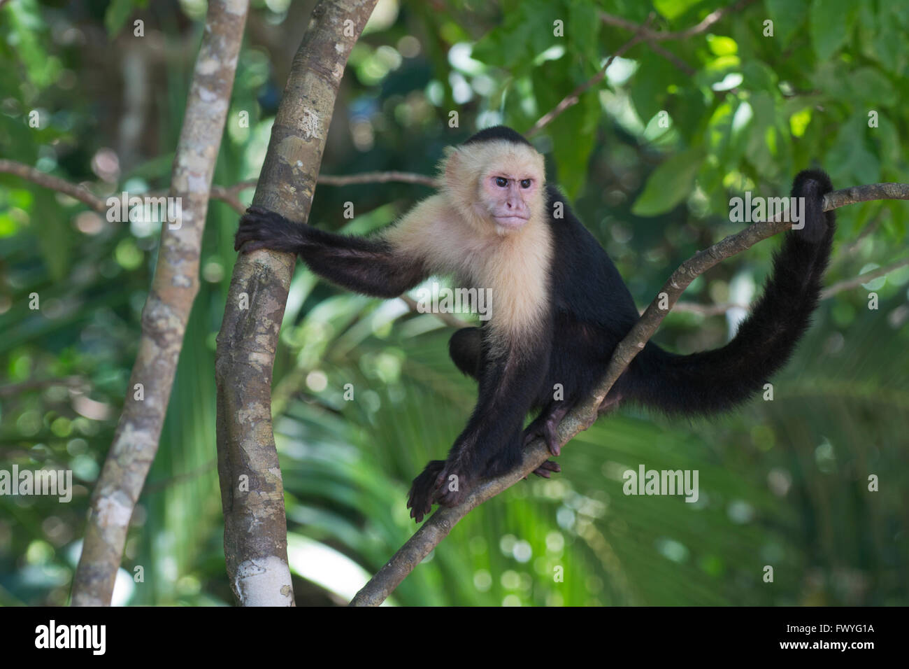 White-headed capuchin (Cebus capucinus) sitting in tree, Manuel Antonio ...