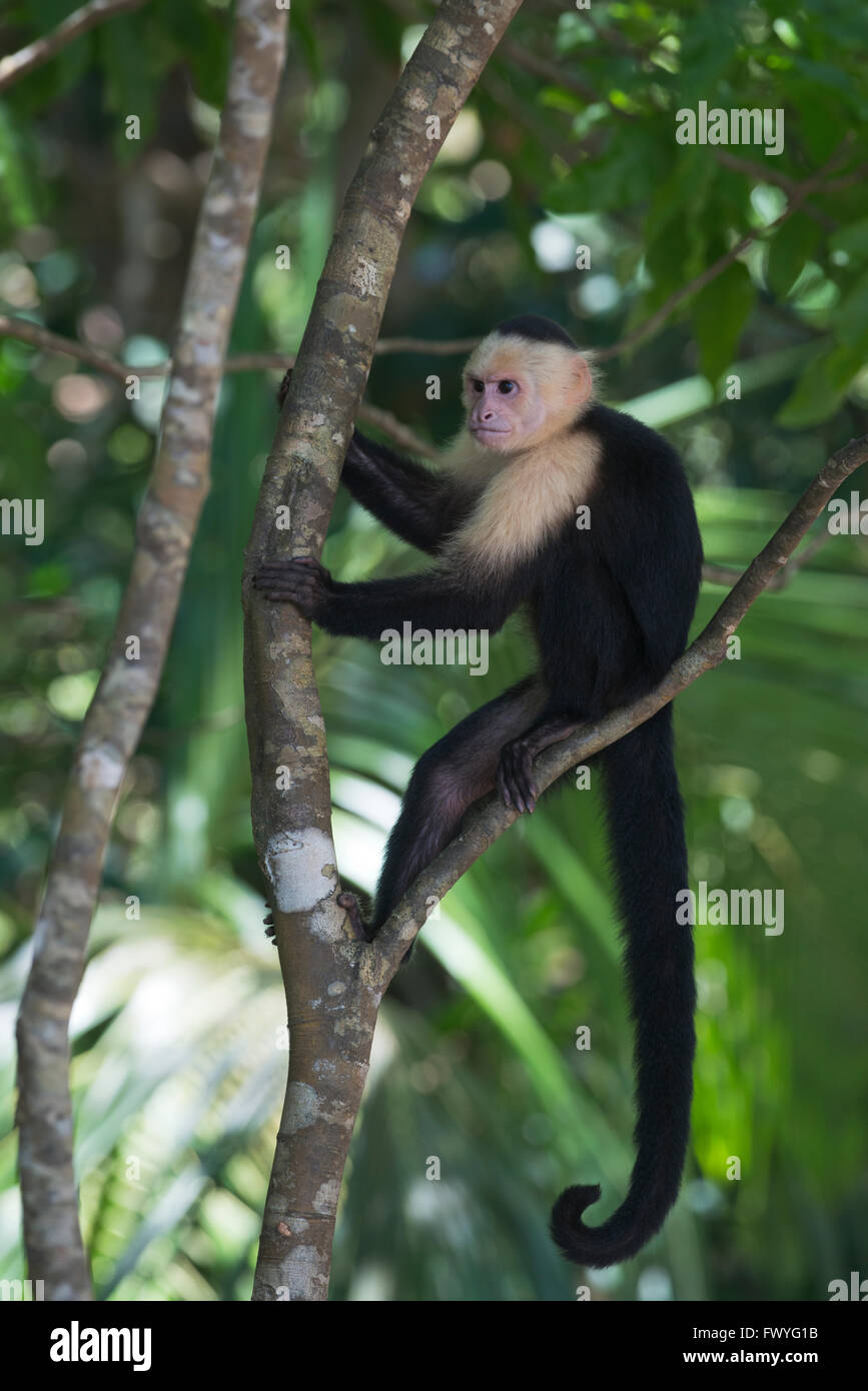 White-headed capuchin (Cebus capucinus) sitting in tree, Manuel Antonio ...