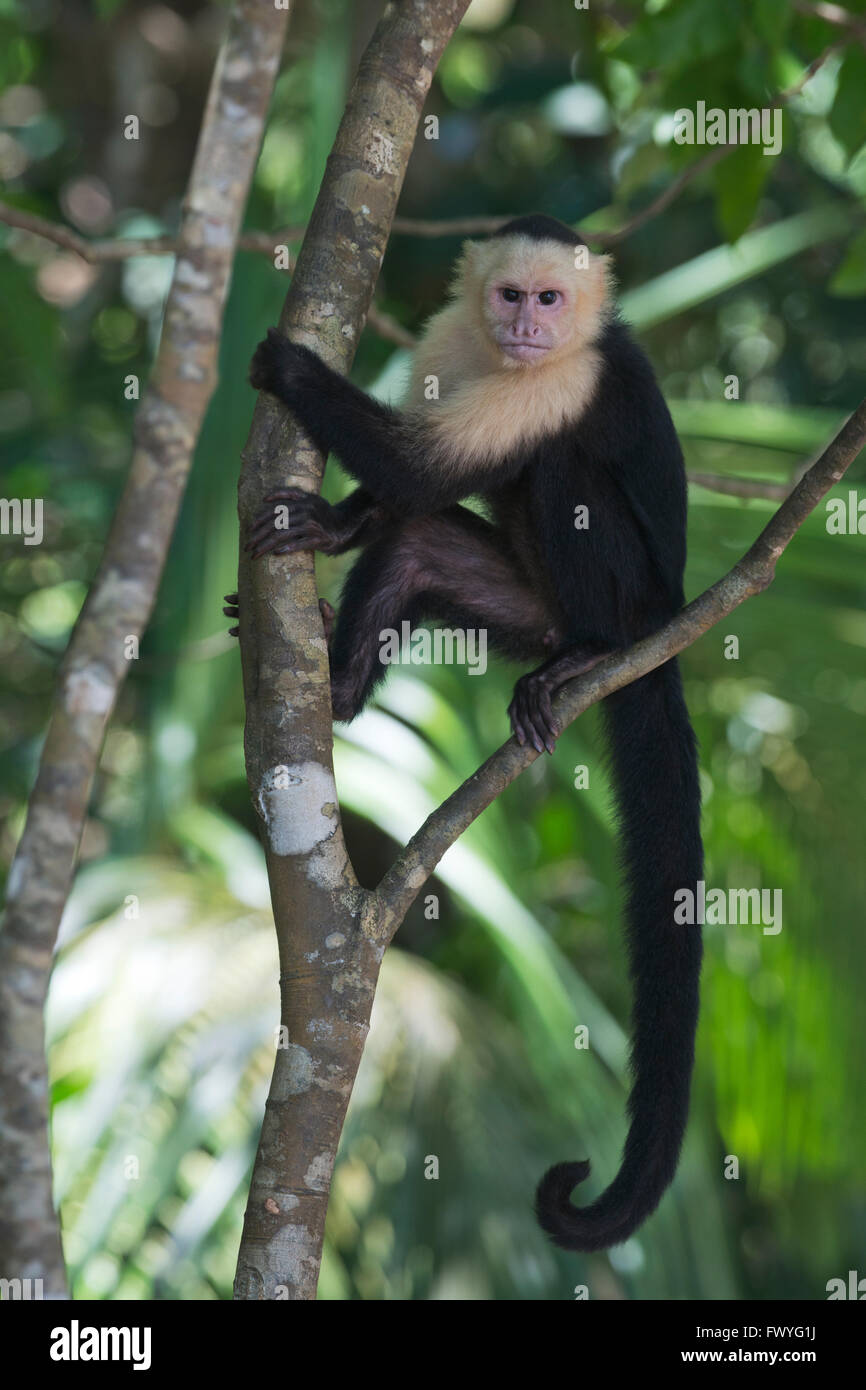White-headed capuchin (Cebus capucinus) sitting in tree, Manuel Antonio ...