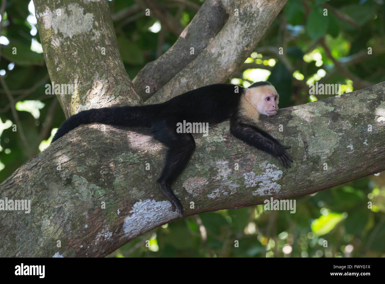 White-headed capuchin (Cebus capucinus) lying on tree branch, Manuel ...