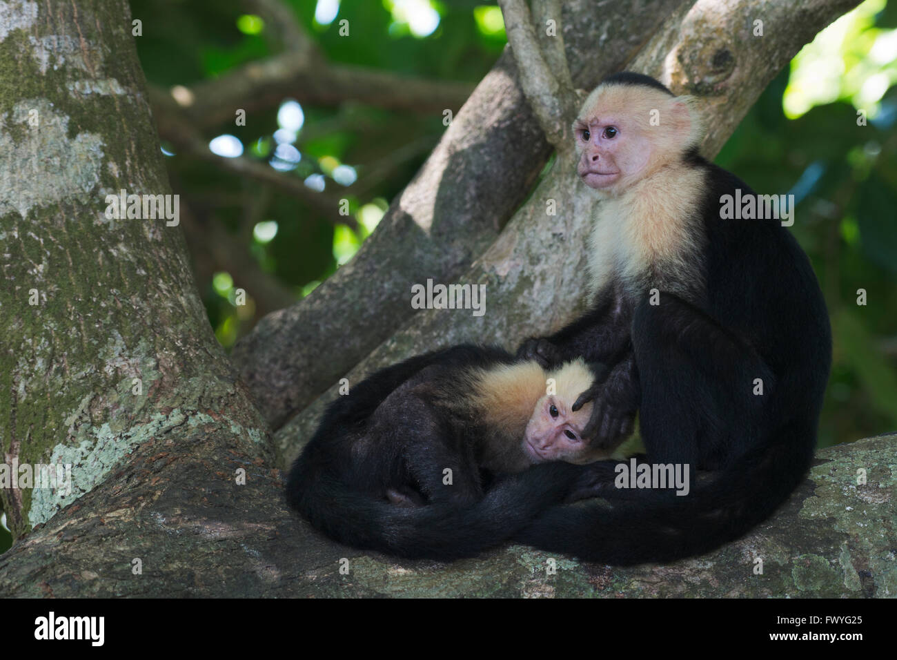 White-headed capuchin (Cebus capucinus) sitting in a tree, Manuel ...