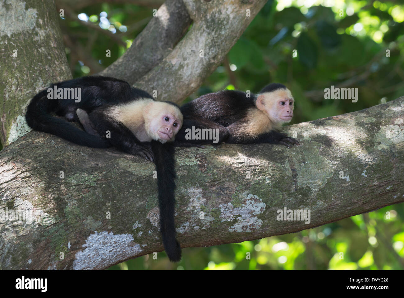 White-headed capuchins (Cebus capucinus), attentive, Manuel Antonio ...