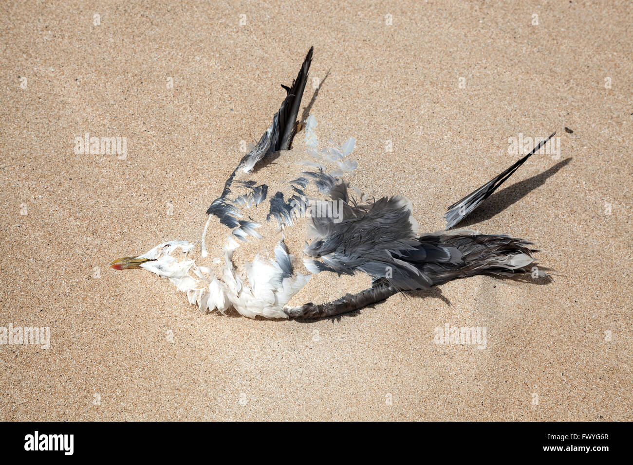 Dead seagull lying in the sand, Fuerteventura, Canary Islands, Spain ...