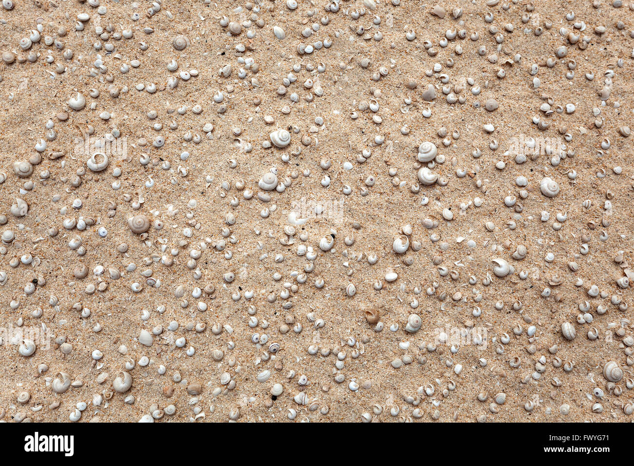 Sand in shells hi-res stock photography and images - Alamy
