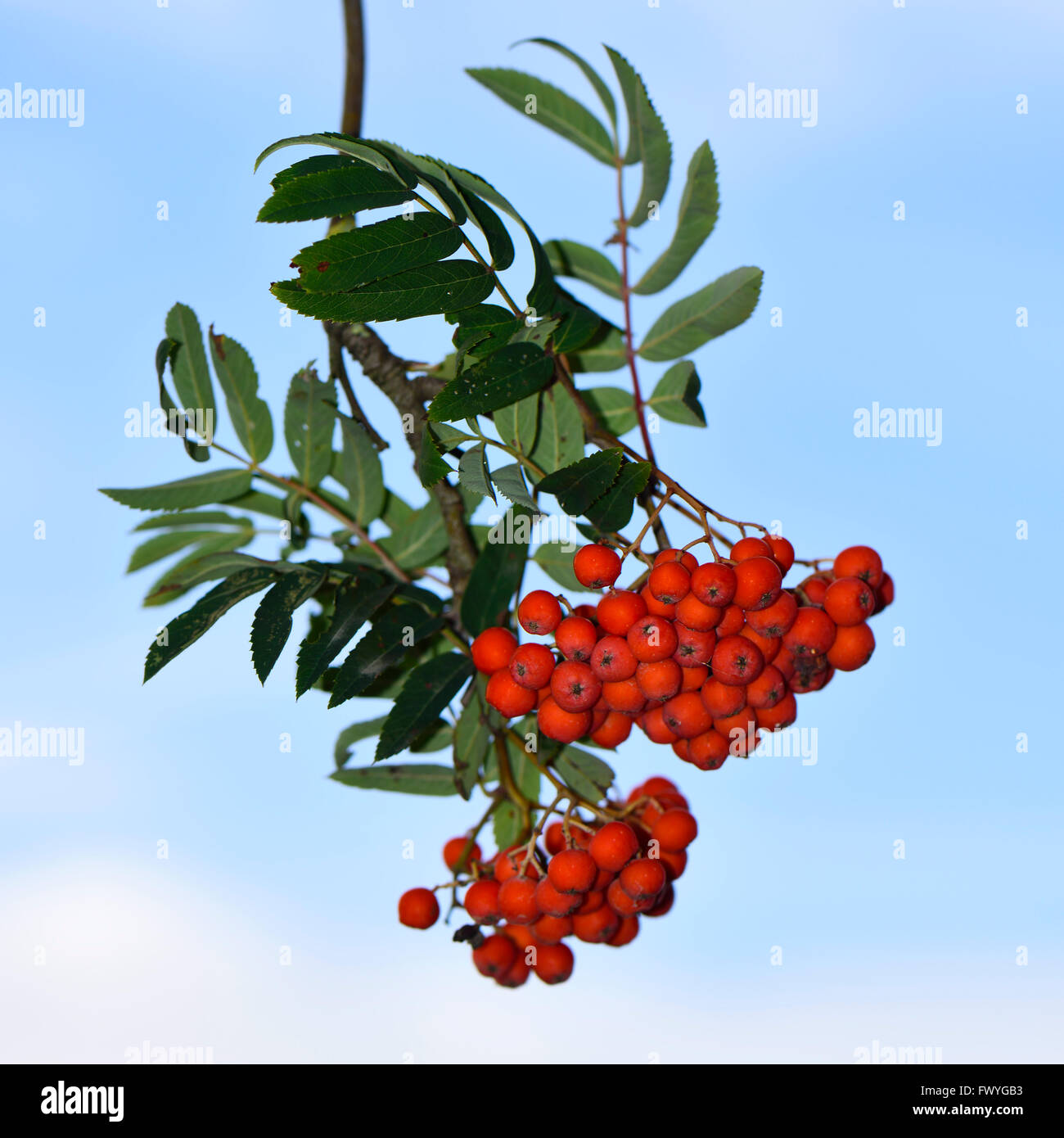 Rowan or mountain-ash (Sorbus aucuparia), red fruits, Lower Rhine ...