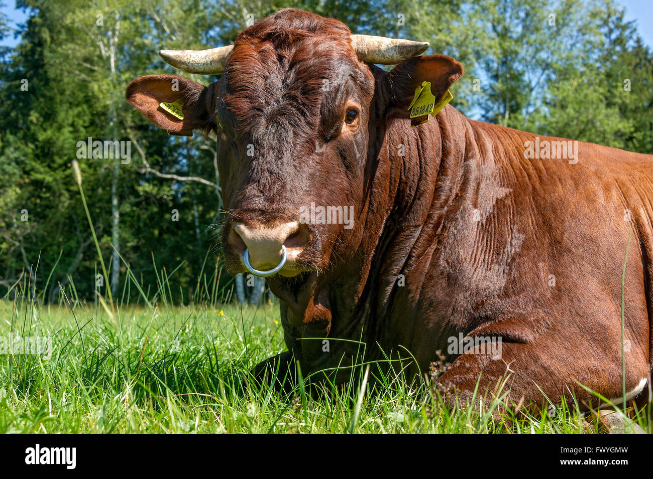 Bull With Ring In Nose High Resolution Stock Photography and Images - Alamy