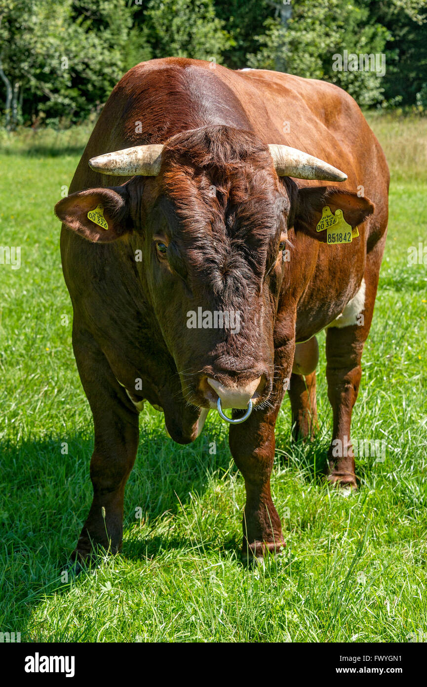 Spotted cattle hi-res stock photography and images - Alamy