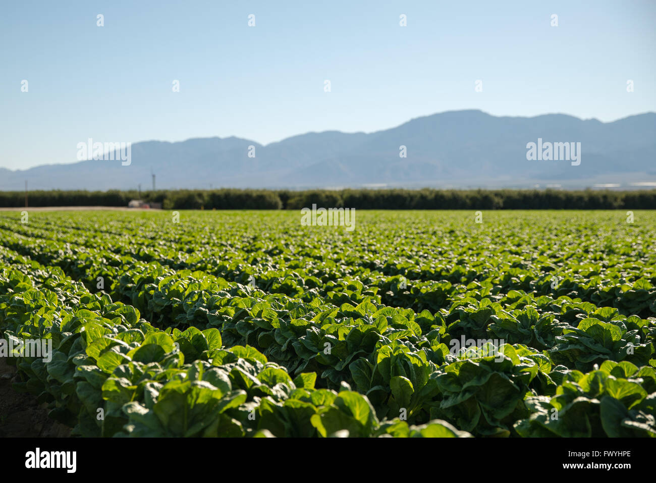 farm,vegetable farm, mountain background Stock Photo - Alamy