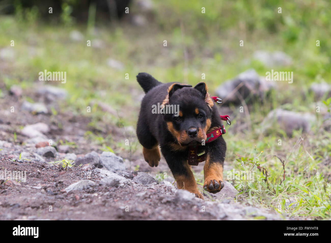 Rottweiler Puppy Running In The Nature Stock Photo - Alamy