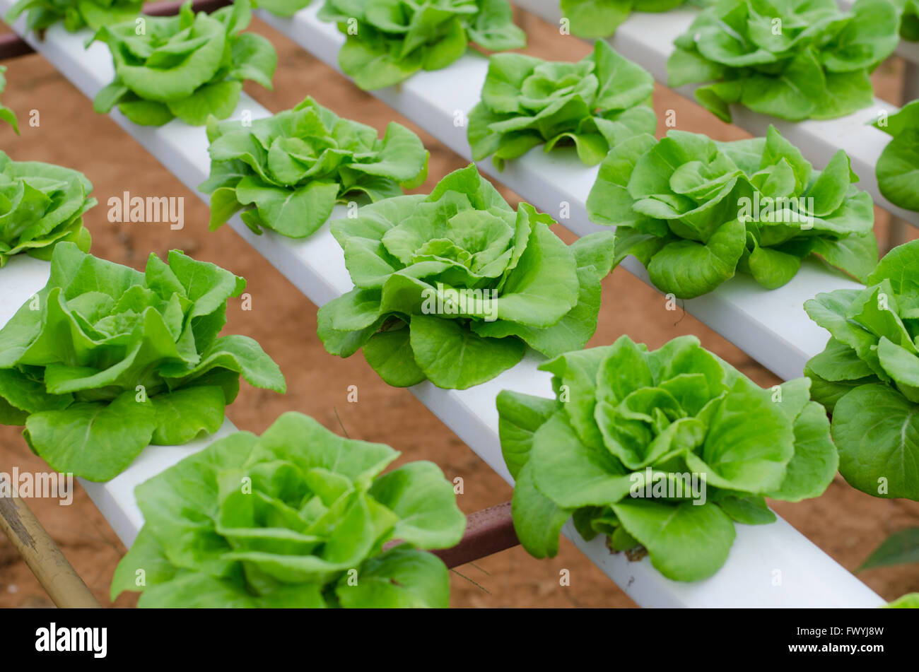 hydroponics vegetable in farm Stock Photo - Alamy