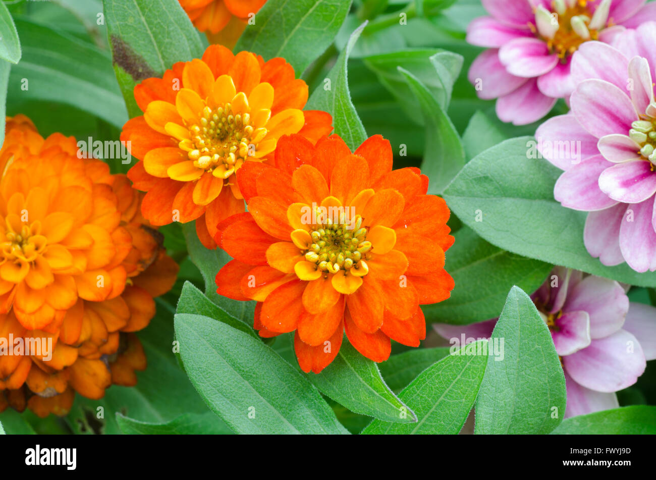 Zinnia Angustifolia High Resolution Stock Photography and Images - Alamy