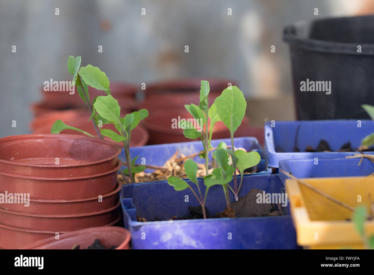 New cabbage seedlings sprouting in a garden in part sun Stock Photo - Alamy