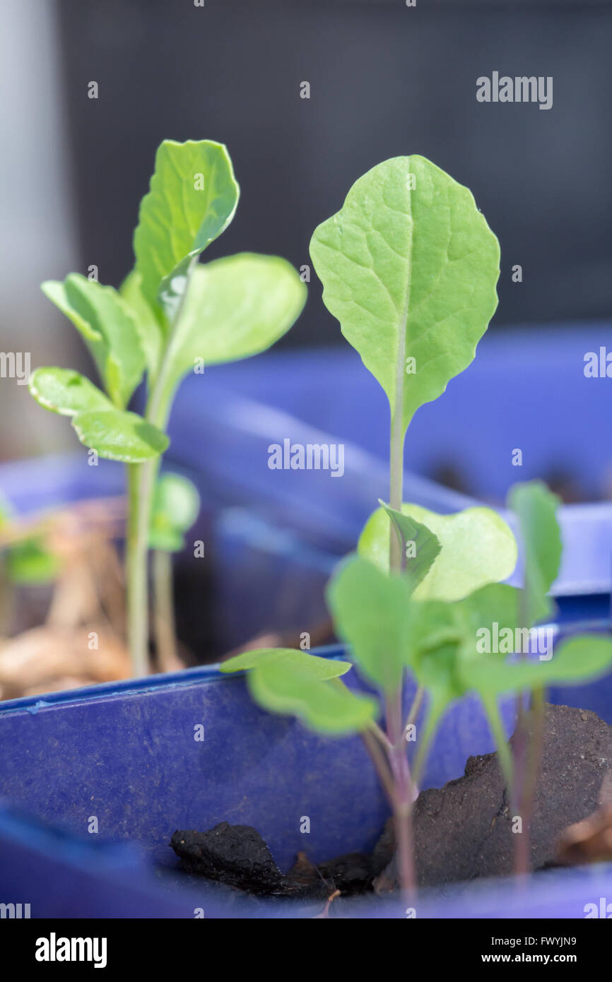 New cabbage seedlings sprouting in a garden in part sun Stock Photo - Alamy