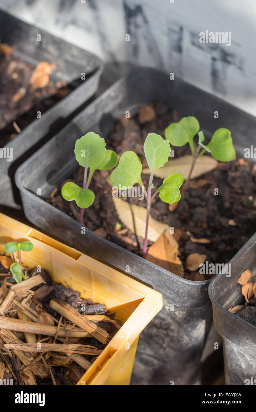 New cabbage seedlings sprouting in a garden in part sun Stock Photo - Alamy