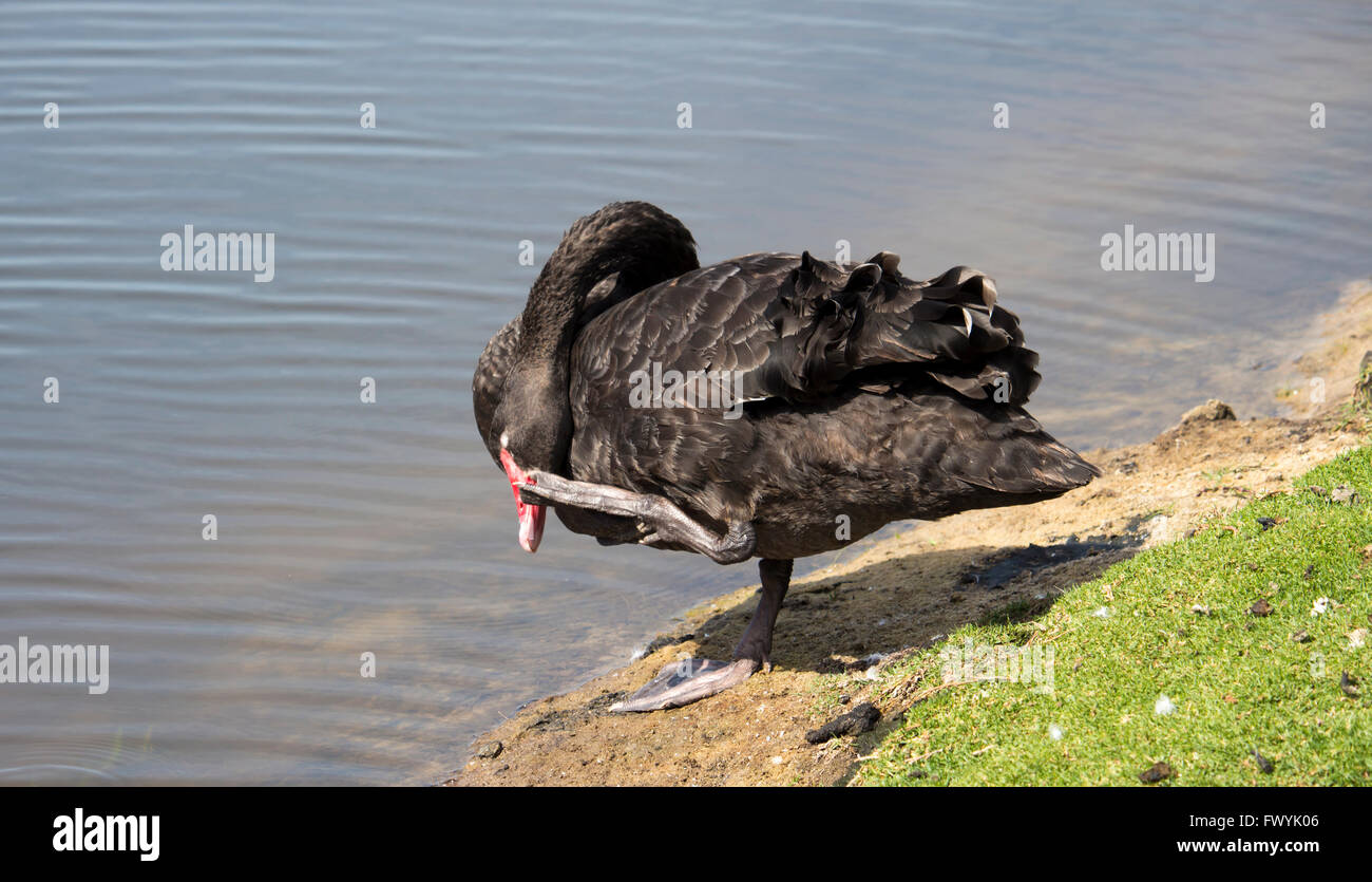 Beautiful West Australian black swan cygnus atratus cob has been ...