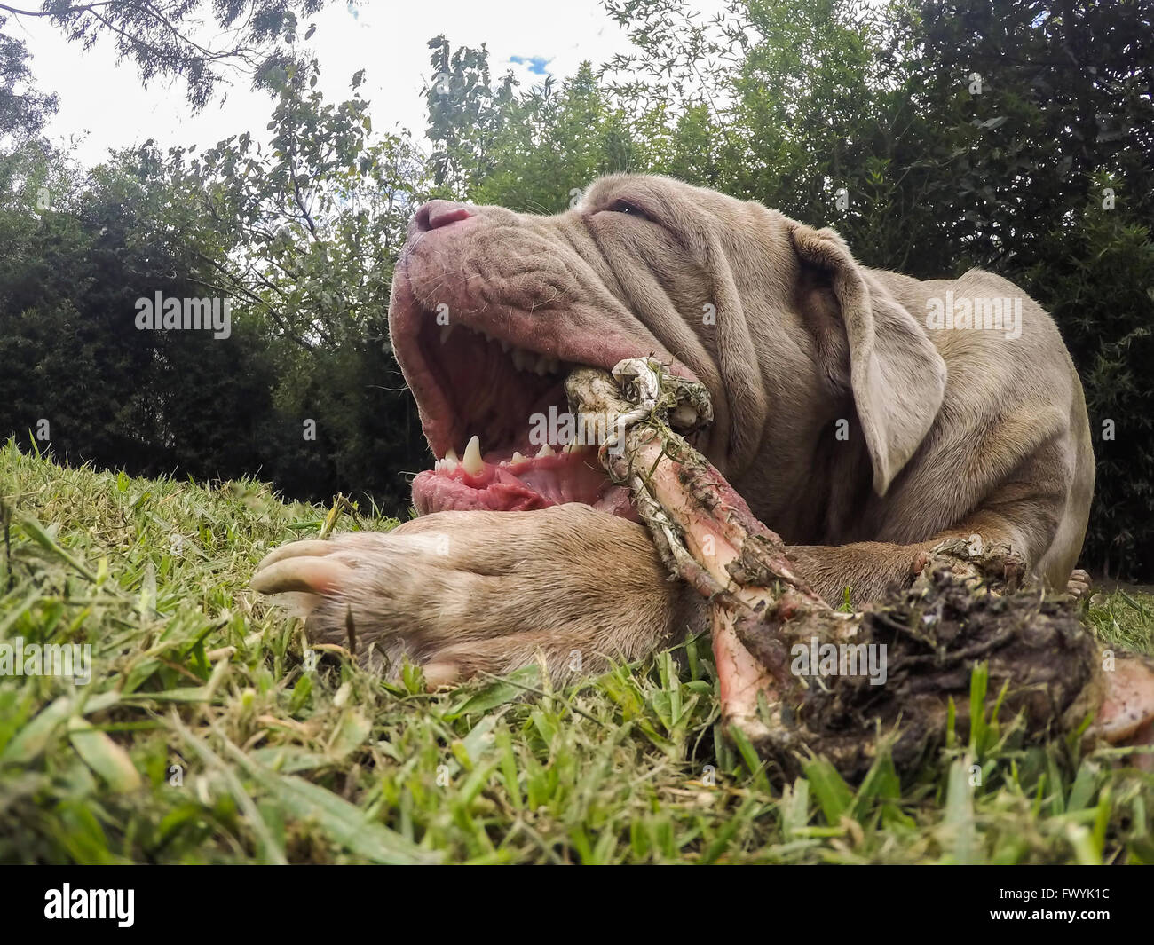 What Bones Are Safe For A Neapolitan Mastiff